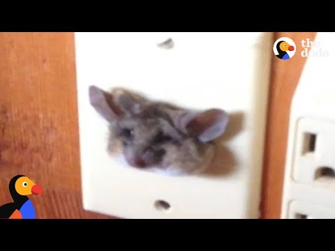 Kangaroo Rat Stuck in Outlet Rescued | The Dodo