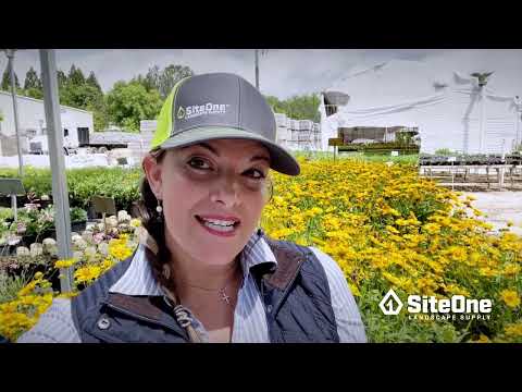 SiteOne Field Guide: Beneficial Insects in Landscapes