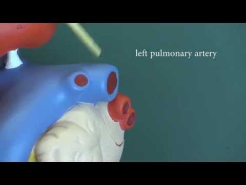 Cardiovascular System 10, Heart and associated blood vessels