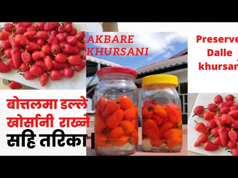Dalle Khursani | Akbare khursani | Bottle ko dalle khursani | Dalle Chilli in Salt Water