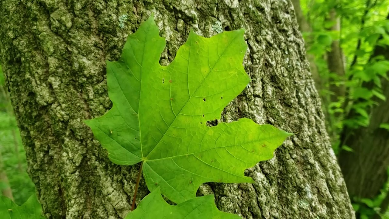 ID That Tree: Sugar Maple