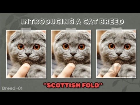 Introducing a CAT BREED | Pt-1 | Scottish Fold Origin and Characteristics #catbreed