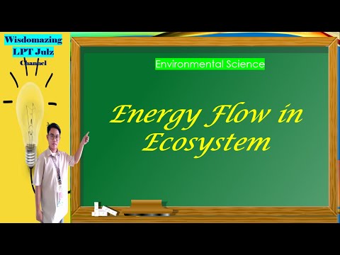 Energy Flow in Ecosystem