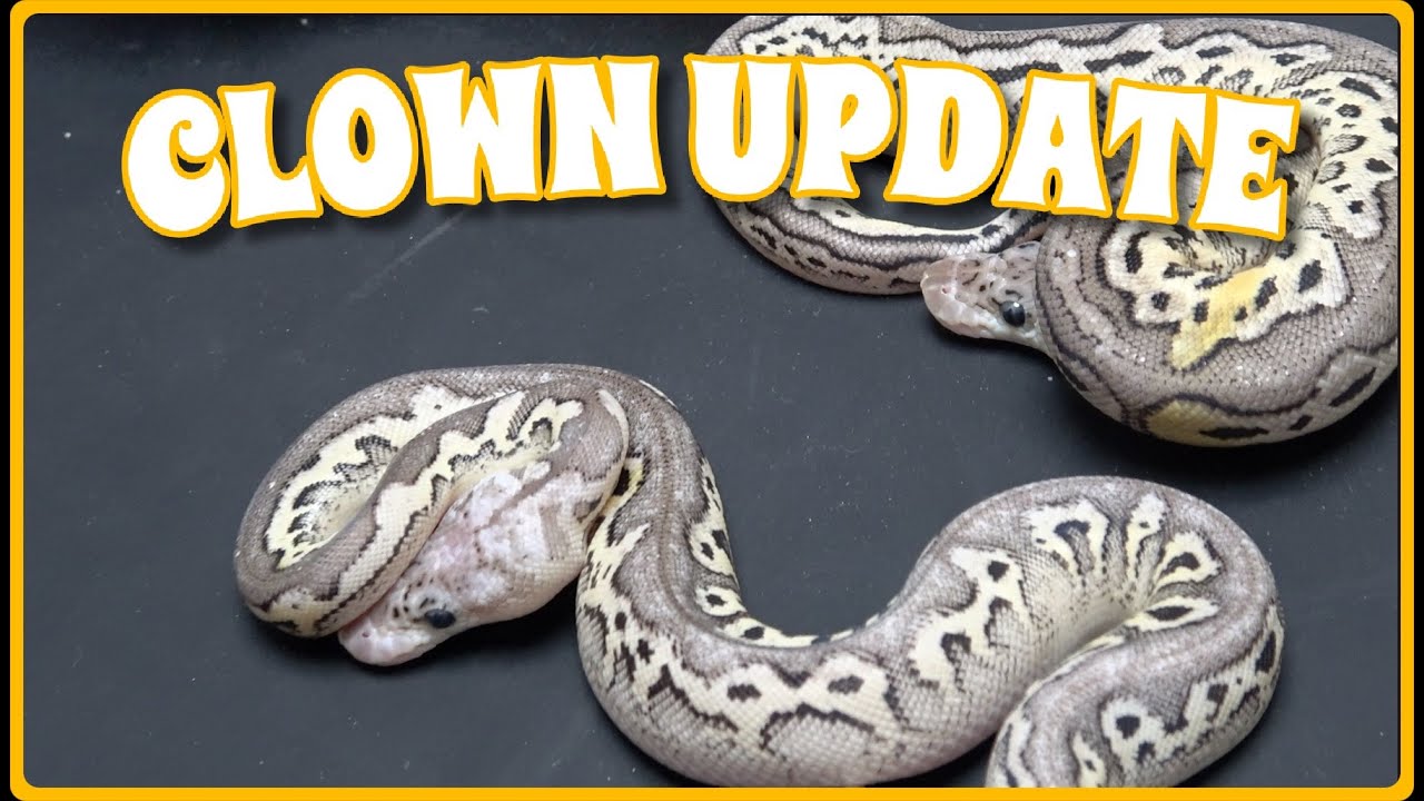 Combo Clown Updates and Clutch Cutting!