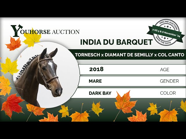 Youhorse.auction | India du Barquet