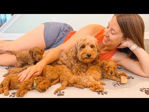 The Birth Story of 6 Mini Goldendoodle Puppies