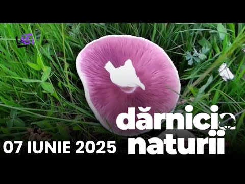 Dărnicia Naturii • A început sezonul ciupercilor!
