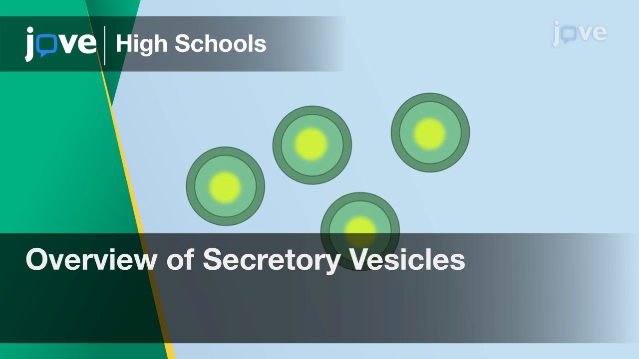 Overview of Secretory Vesicles | Cell Bio | Video Textbooks - Preview