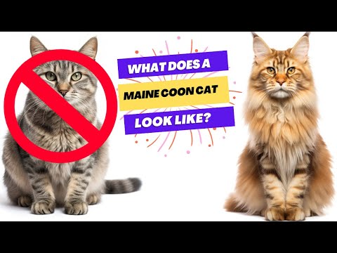 What Does a Maine Coon Cat Look Like?: A Visual Guide