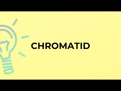 What is the meaning of the word CHROMATID?