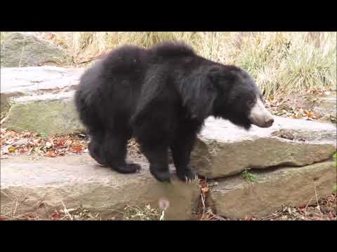 Zoochosis: Affecting Captive Wildlife Everywhere