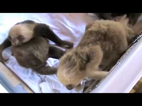 sams awesome sloth video