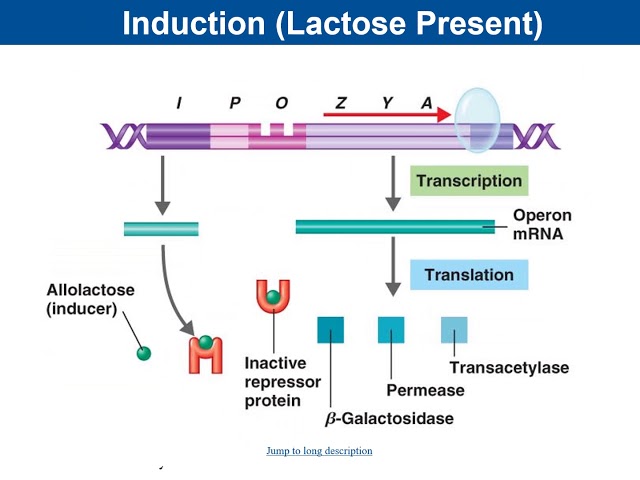 Understanding Microbial Genetics: Gene Regulation, Mutations, and Gene ...
