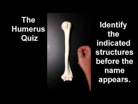 Humerus Structures Quiz