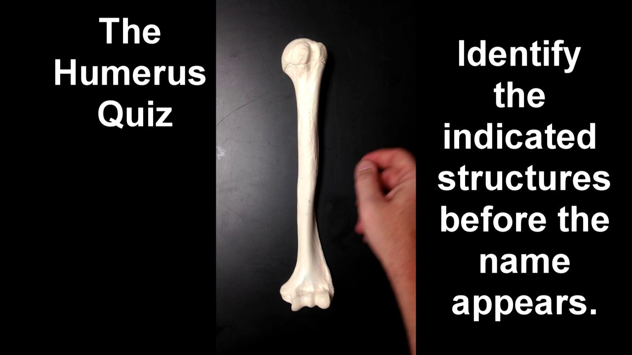 Humerus Structures Quiz
