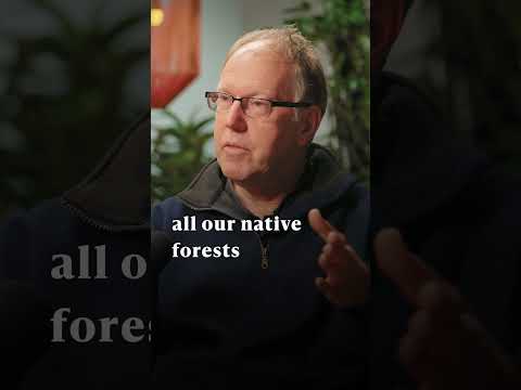 New Zealand's history with radiata pine forestry