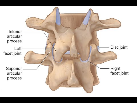 Two Minutes of Anatomy: Facet Joints AKA Zygapophyseal Joints or Apophyseal Joints