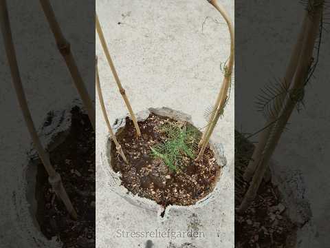 Cypress vine seed se laga hi liya 😎#shorts #garden #nature #flowers #fruit #plants