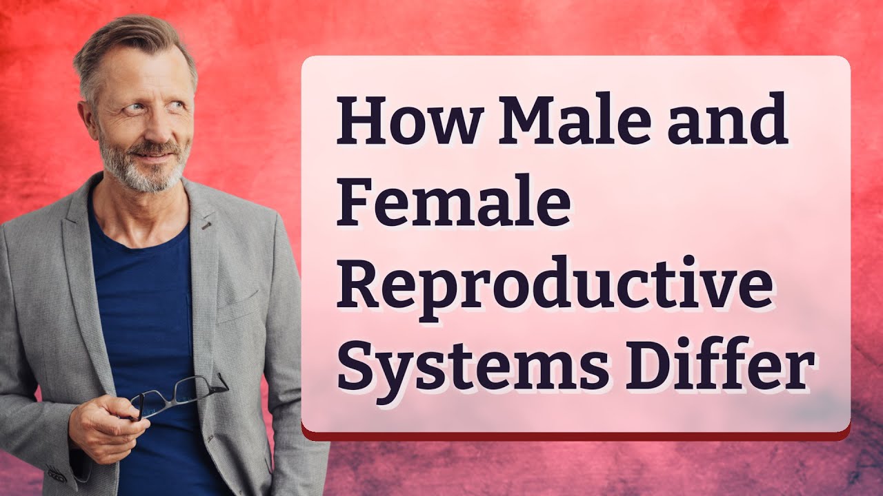 How Male and Female Reproductive Systems Differ