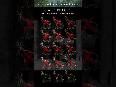 Last Photo of the Bubal Hartebeest #animal #wildlife #hartebeest #extinction #nature #documentary