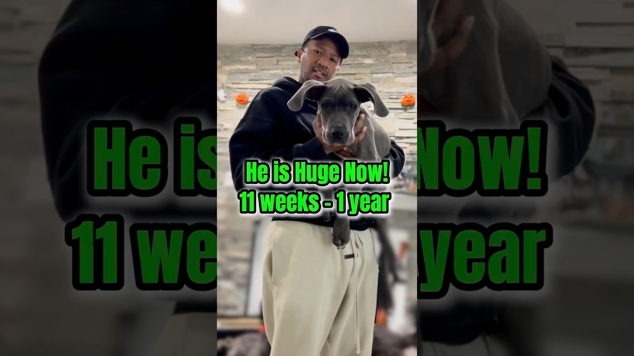 Watch my Great Dane grow from 11 weeks to a giant in 1 year! 🐶 You won't believe it! #brytelyfe