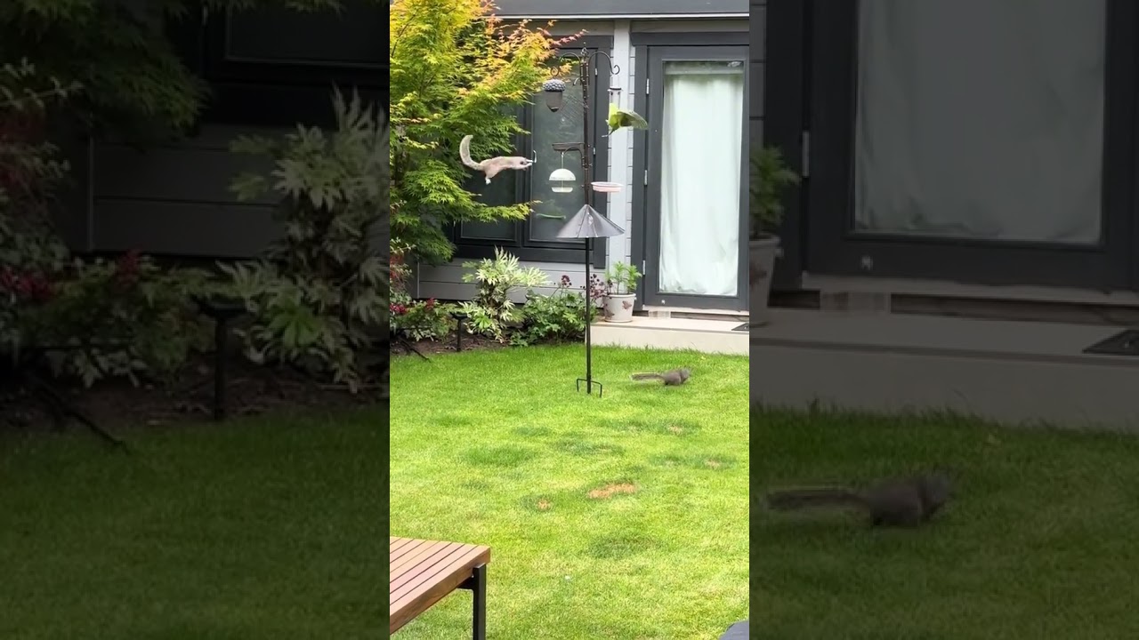 A Great Squirrel-Proof Bird Feeding Station