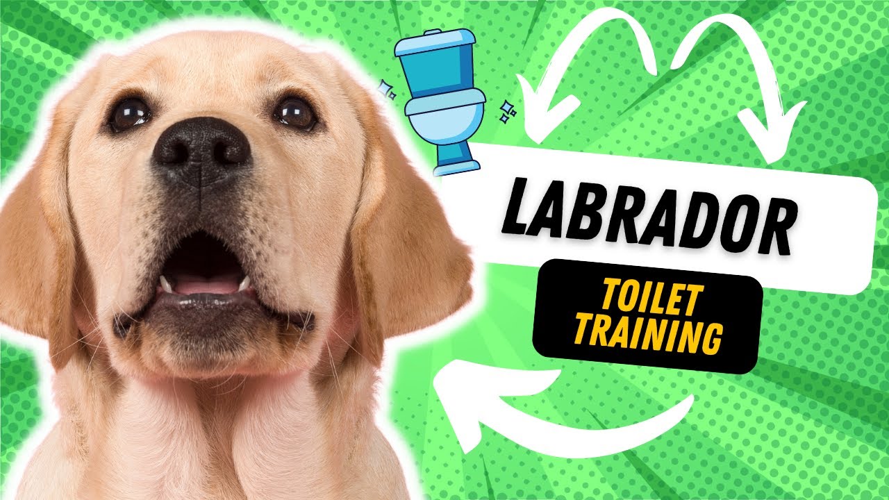 How To Potty Train Your Labrador Puppy Fast