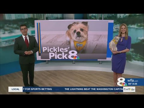 Pickles' Pick