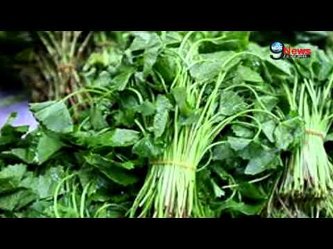 Kasni - Chicory Latest Price, Manufacturers & Suppliers