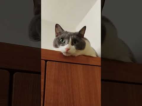 Скромный кот #cat #нашкот #кот