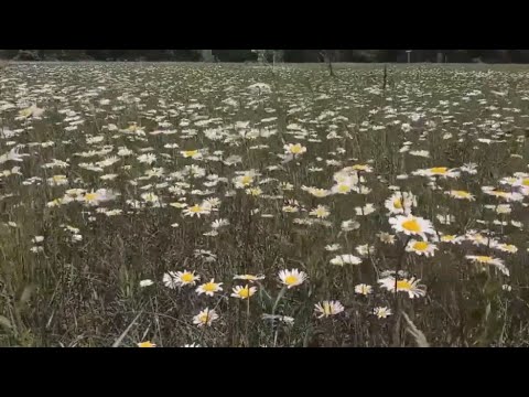Field of Daisies and Relaxing Music To Relax and Sleep To #flowers #nature #relax #sleep