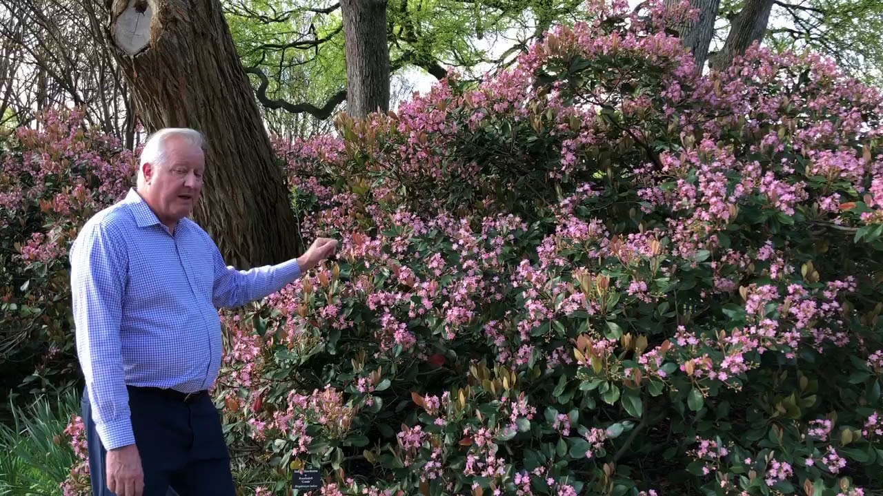 Plant Features: Indian Hawthorn