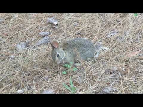 Up Close And Personal With A Rabbit