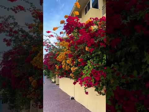 Multicolor Bougainvillea plant - perennial plant #gardeningideasforhome #gardening
