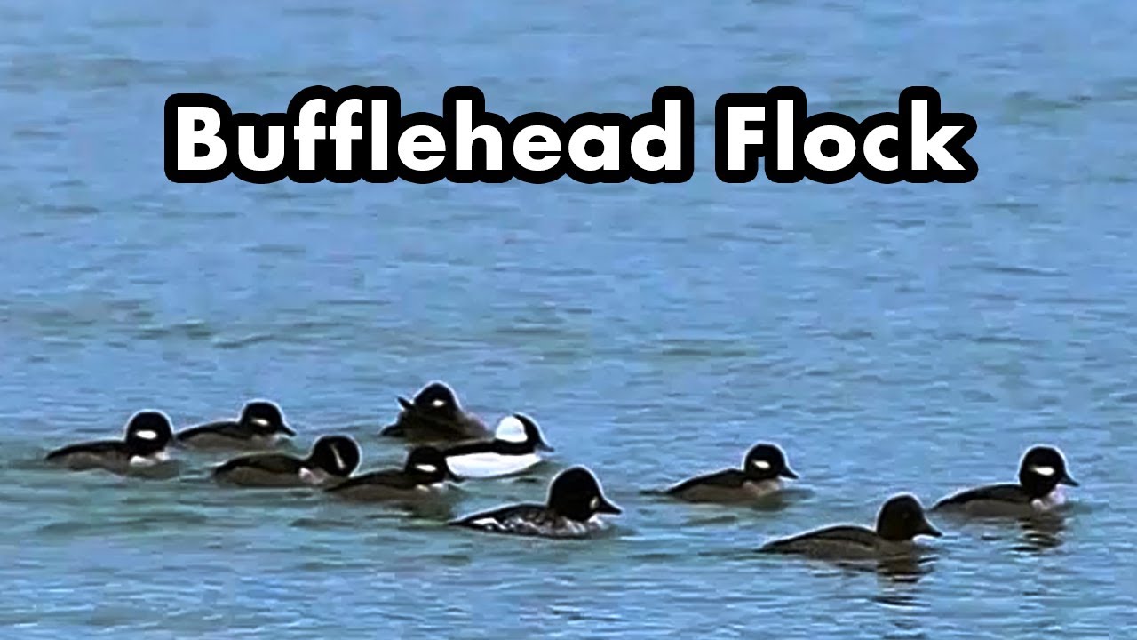 Bufflehead Duck Flock of Male and Females