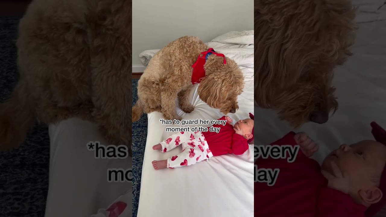 The best baby monitor on the market #goldendoodle #dogs #newborn