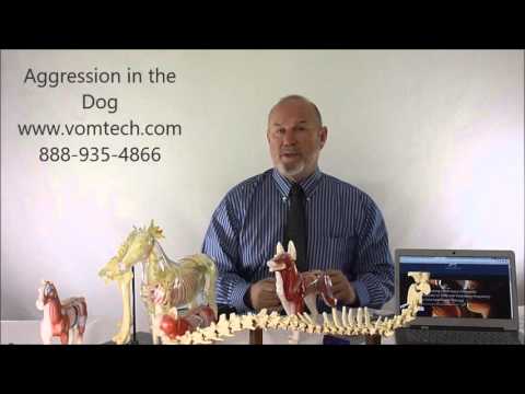 Dealing with aggression (unwanted) in the dog