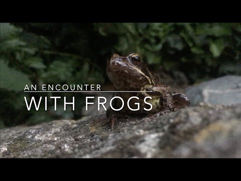 "Sex, Flies and Videotape" - An Encounter with Frogs