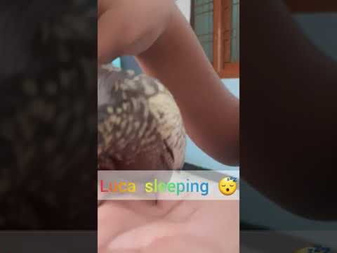 Luca ##
