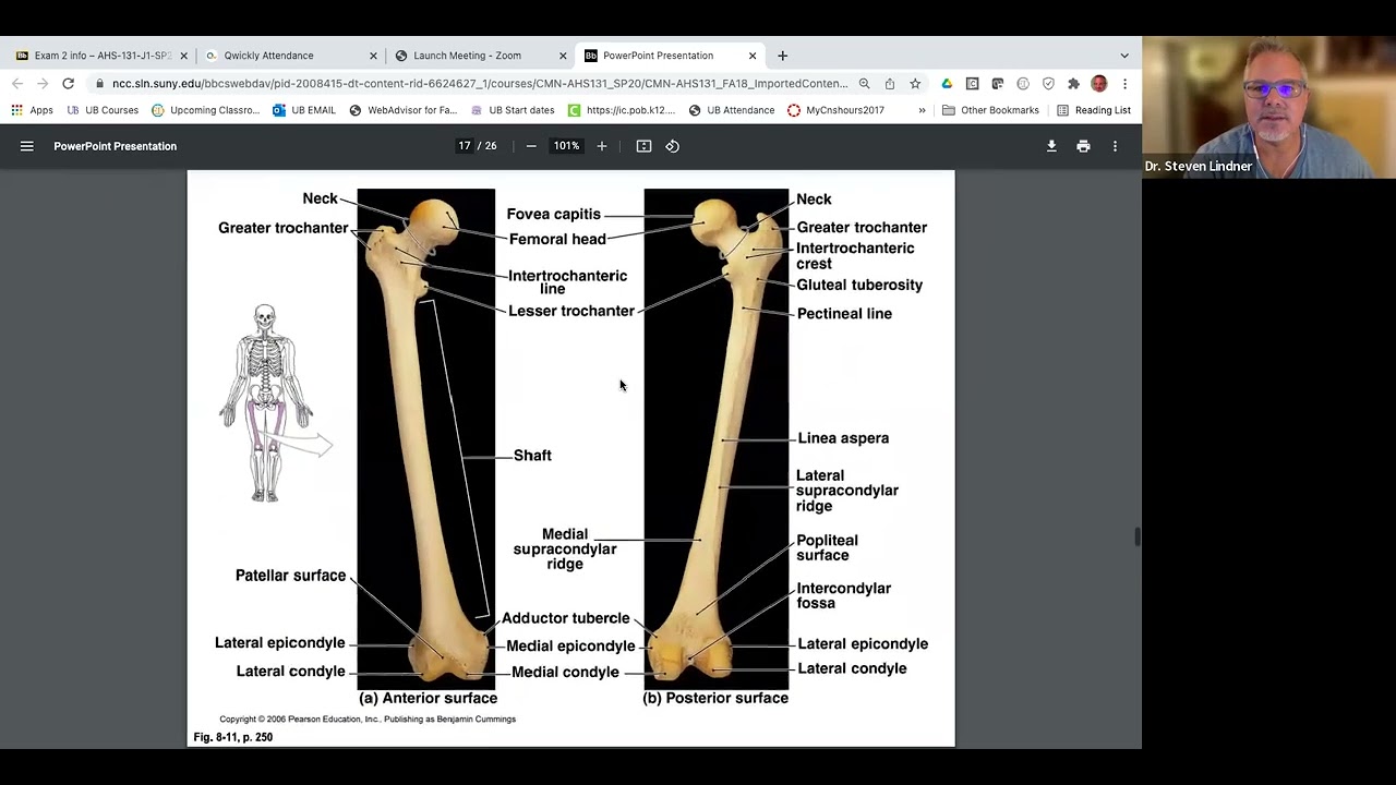 Osteology Lower Extremity PDF