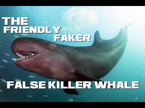 10 False Killer Whale Facts - The Friendly Faker - Animal a Day F Week
