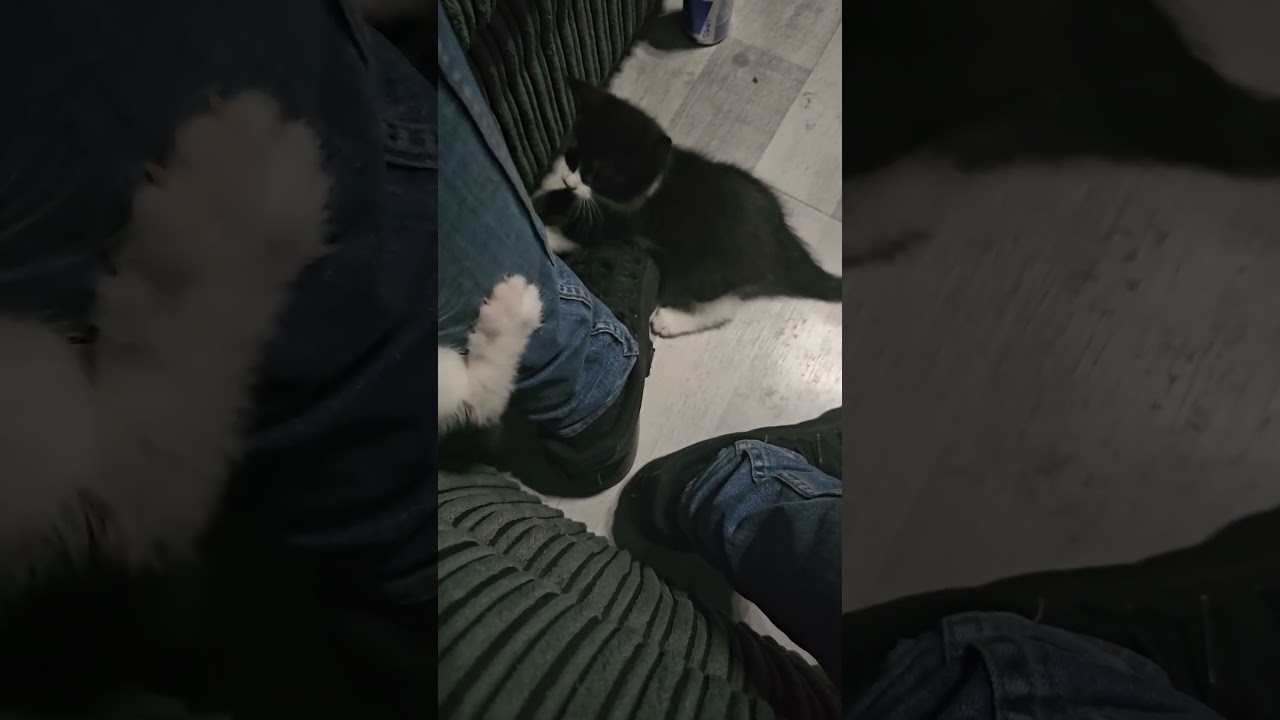 Kittens at play...
