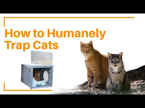 How To Set A Humane Cat Trap