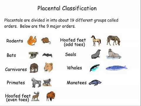 Mammal Classification
