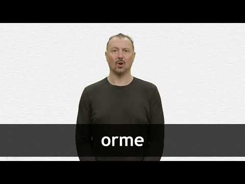 English Translation of “ORME” | Collins French-English Dictionary