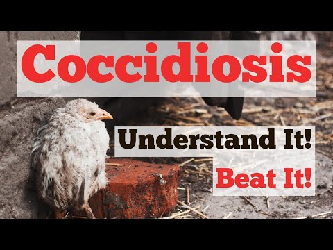 Coccidiosis - Understand it! Beat It!