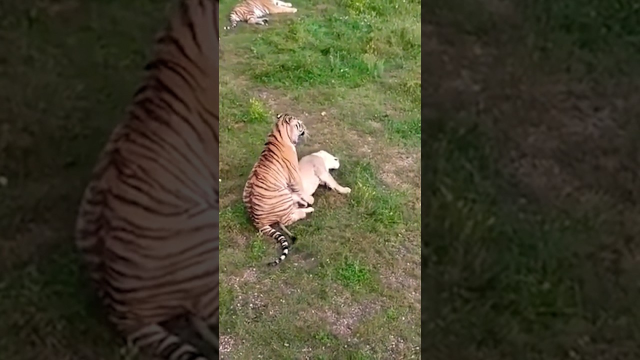 Tiger mating with a Lion #trending #internationaltigerday #shorts #youtubeshorts #cat