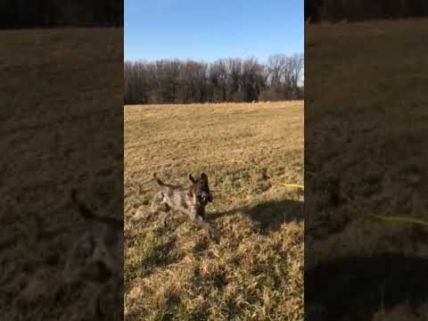 Deutsch Drahthaar Force Fetch off leash