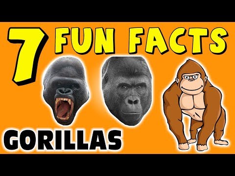 7 FUN FACTS ABOUT GORILLAS! GORILLA FACTS FOR KIDS! Learning Colors! Apes! LOL! Funny! Sock Puppet!