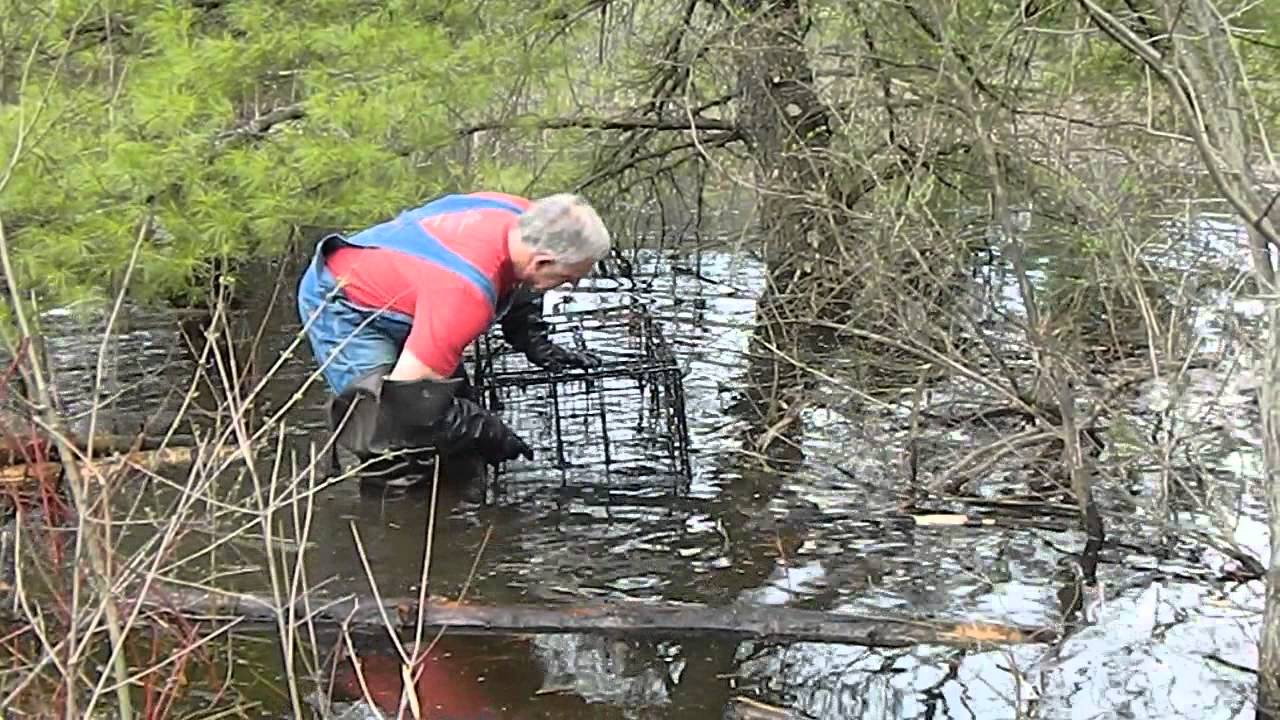 Beaver Live Cage trap, Jim Comstock  http://www.comstockcustomcage.com